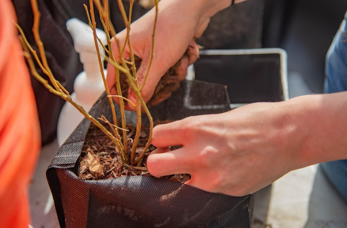 plant – The Duquesne Duke